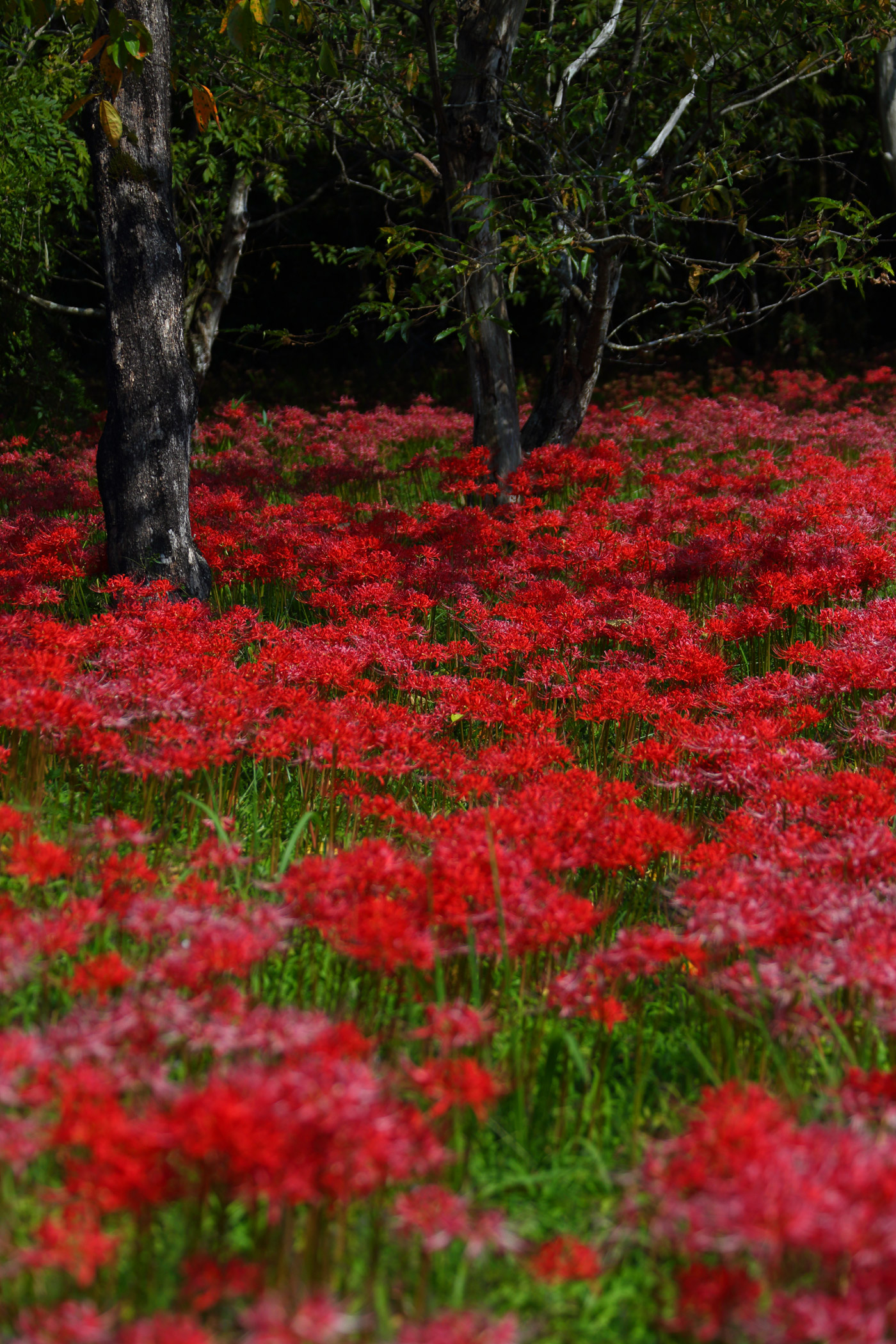NAONAO STUDIO0広島ポートレート撮影・香奈